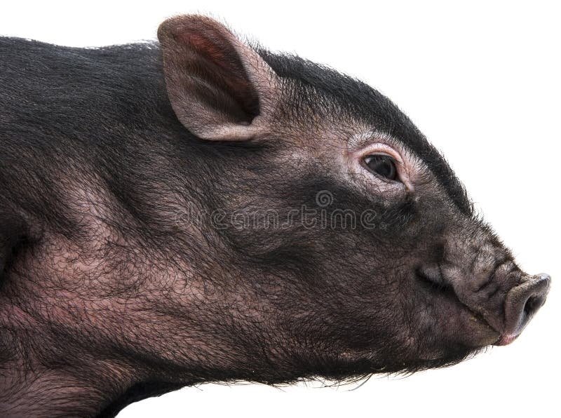 Pig head stock image. Image of piglet, boar, smell, meat - 28076109