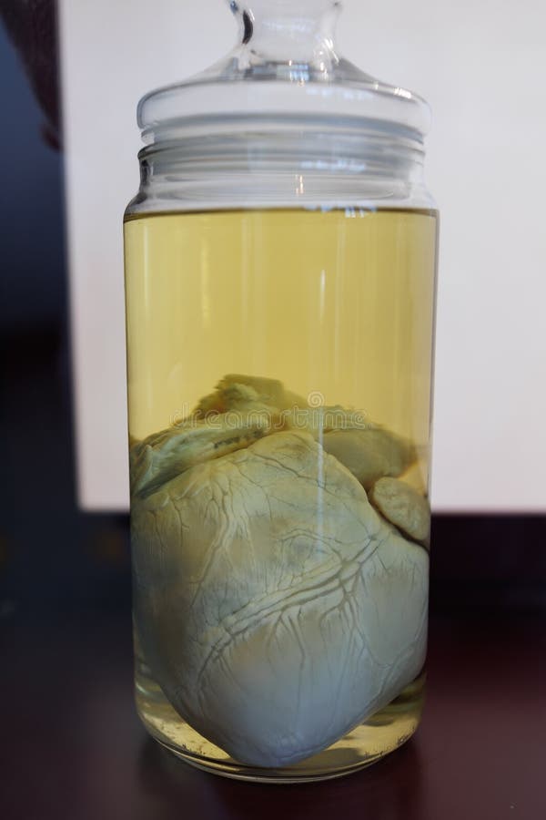 Pig Heart Preserved in a Yellow Liquid in a Glass Jar Stock Photo ...