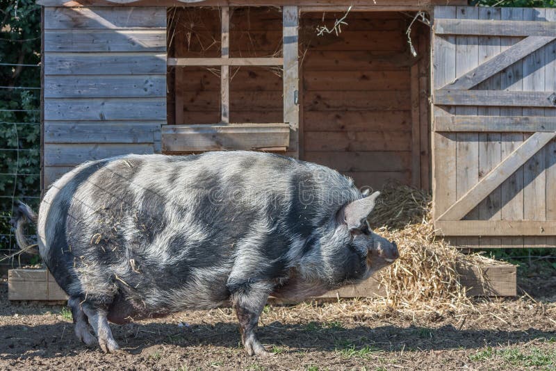 6,286 Pig Pig House Stock Photos - Free & Royalty-Free Stock Photos ...