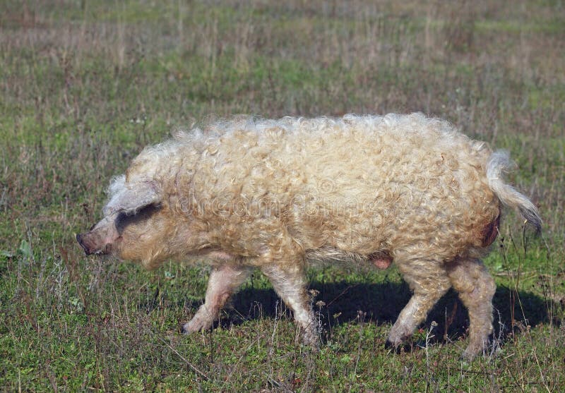 The Pig of Hungarian Breed Mangalitsa Stock Photo - Image of grass ...