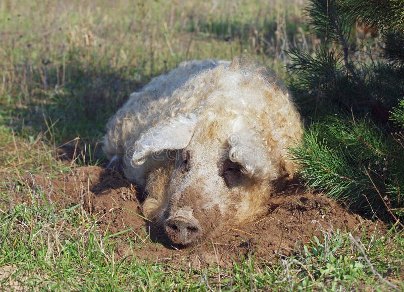 597 Mangalitsa Pig Stock Photos - Free & Royalty-Free Stock Photos from ...