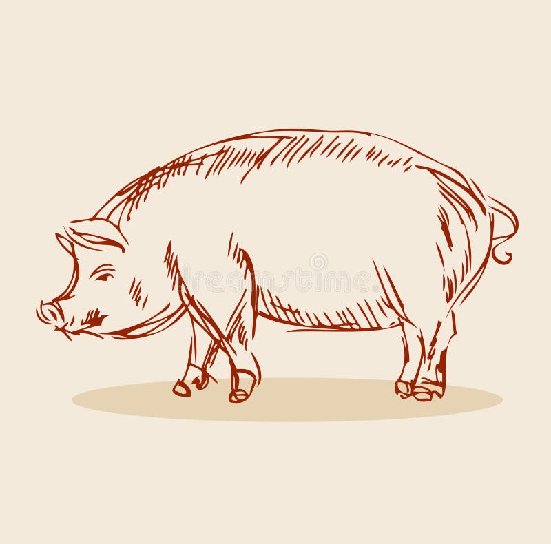Pig Skeleton. Vector Illustration. Pig Skeleton Diagram Stock Vector ...