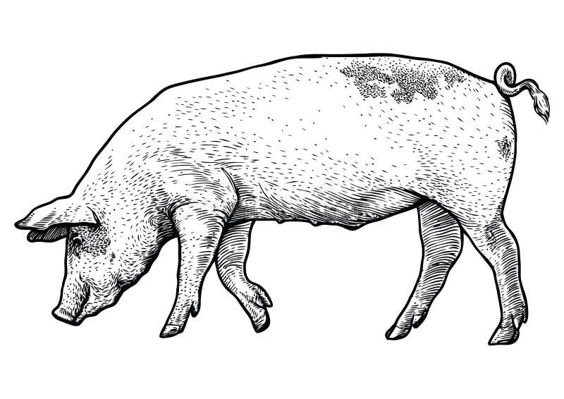 Pig Line Drawing Stock Illustrations – 7,633 Pig Line Drawing Stock ...