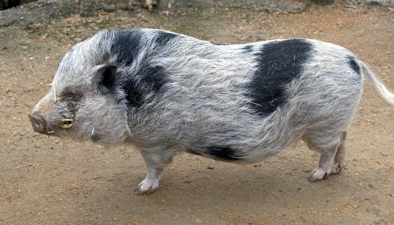 Pigsty 4 stock photo. Image of wurst, chop, udder, omnivorous - 30023204