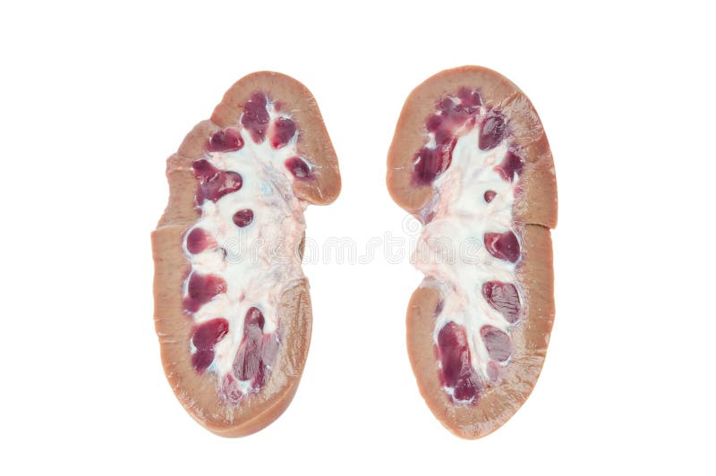 Pig kidney stock photo. Image of kitchen, physiology - 44768310