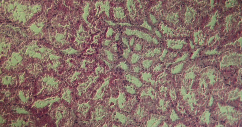Kidney tissue in close up stock video. Video of research - 345125913