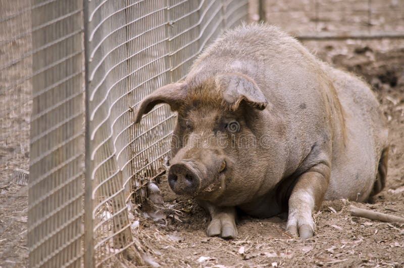 Pig stock photo. Image of lashes, organism, bristtles - 99215756