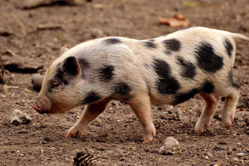 Pig Like Mammal, Pig, Domestic Pig, Mammal Stock Image - Image of ...