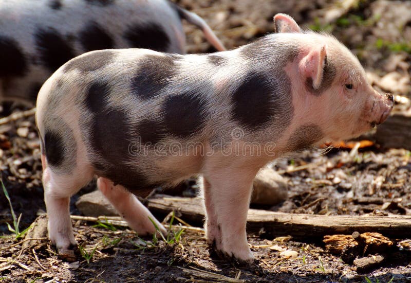 Pig Like Mammal, Pig, Domestic Pig, Mammal Picture. Image: 113639338