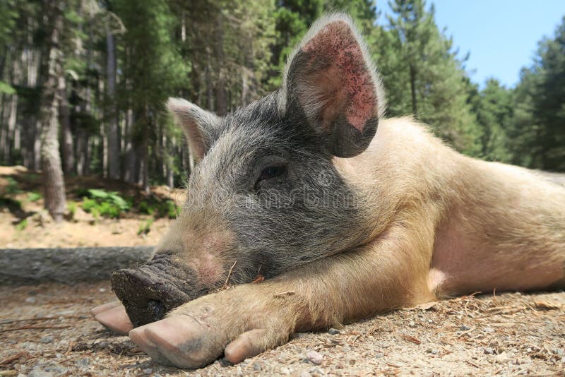Pig Like Mammal, Pig, Mammal, Domestic Pig Picture. Image: 120655794