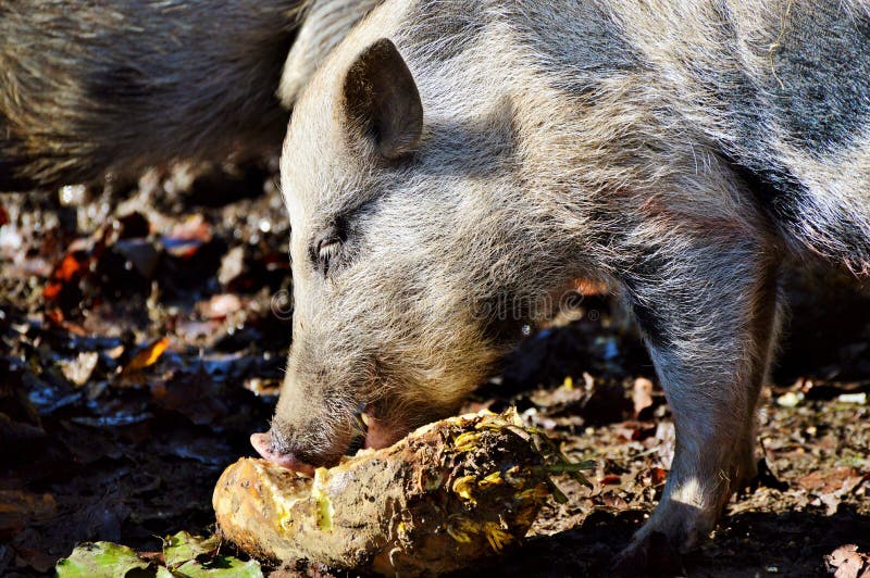 Pig Like Mammal, Mammal, Fauna, Pig Picture. Image: 107517094