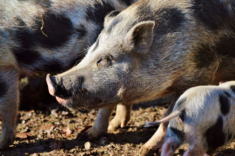 Pig Like Mammal, Pig, Mammal, Fauna Stock Photo - Image of snout ...