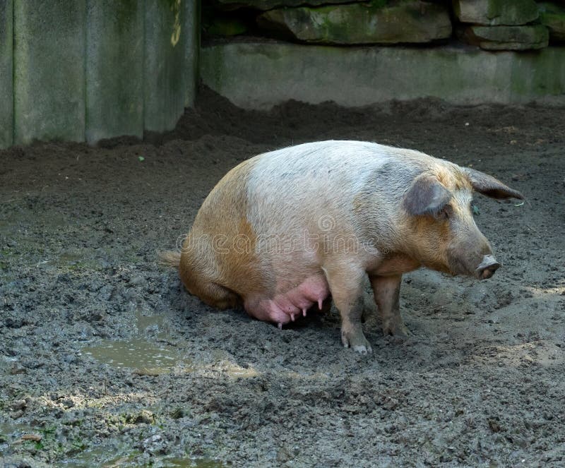 The Pig on Liquid Dirty Ground Stock Image - Image of tree, soil: 59583851