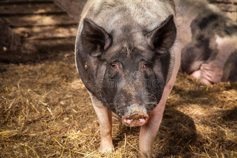 Pig look stock image. Image of swine, wild, animal, hunted - 32942781