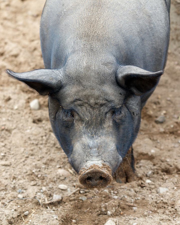 A Pig is Looking at the Camera with Its Head Tilted Stock Image - Image ...