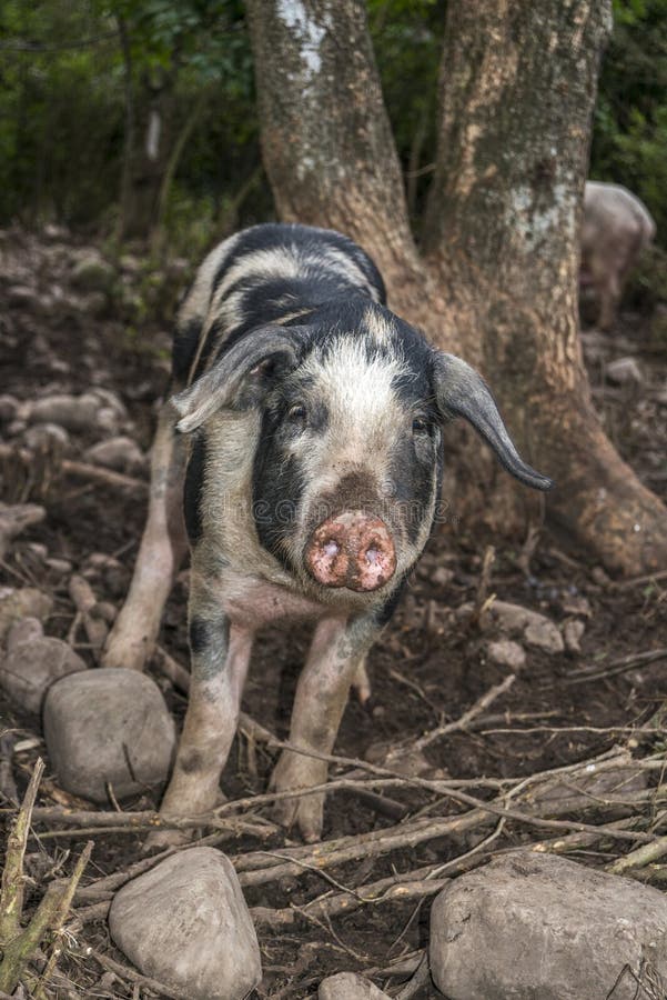 Pig looking at camera stock image. Image of industry - 72568933