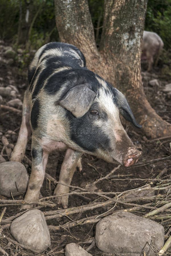 Pig looking at camera stock image. Image of piggy, domestic - 72569715