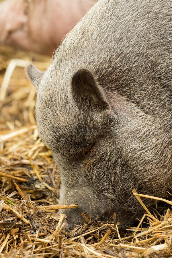 A Pig is Looking for Food in the Straw Stock Image - Image of ...