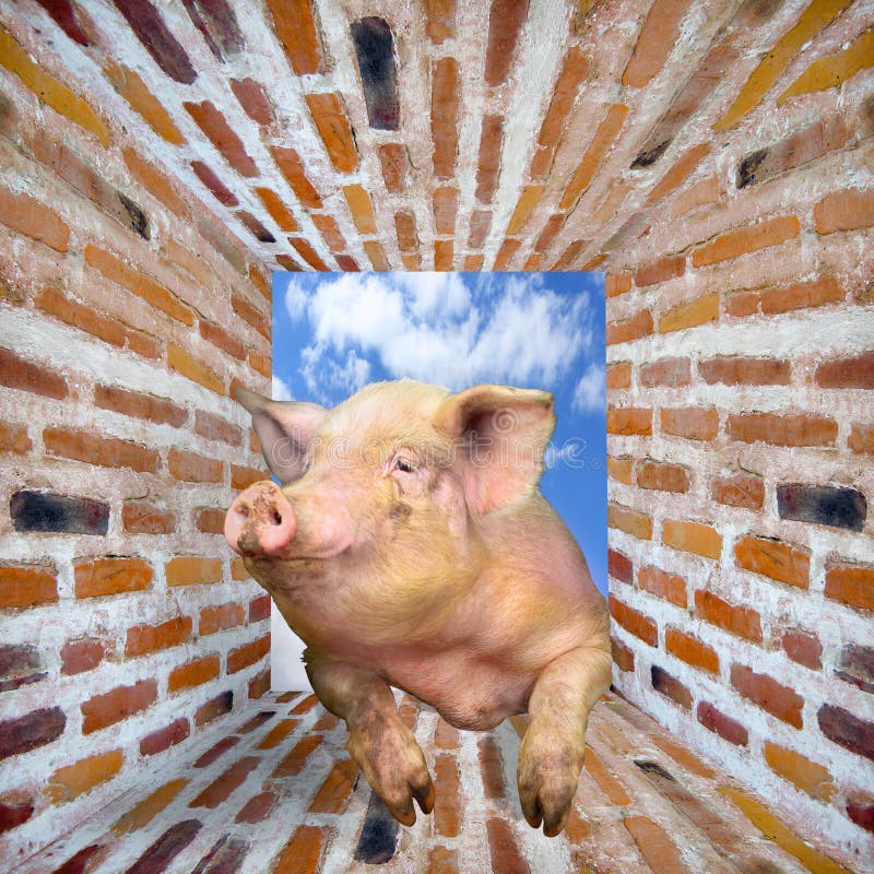 Pig Looks Out from Window of Shed on the Brick Wall Stock Image - Image ...