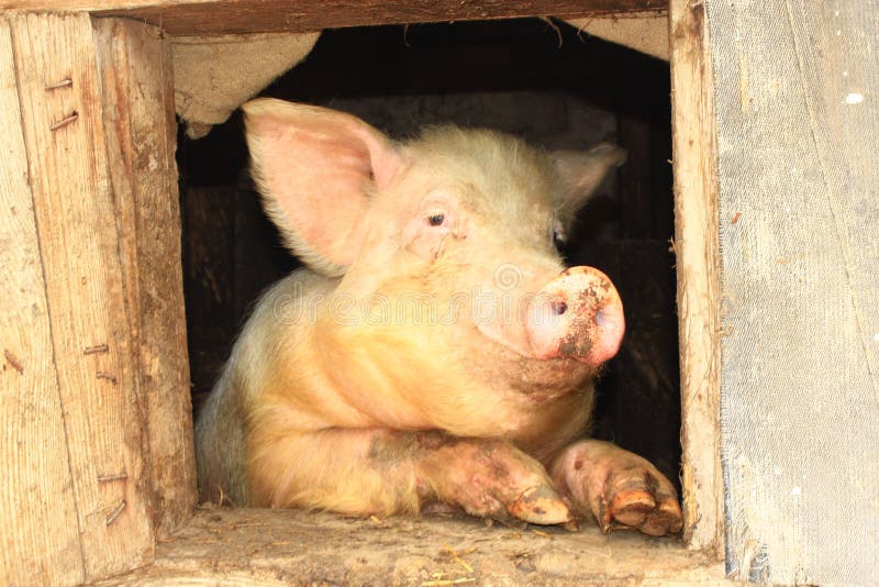 Pig Looks Out from Window of Shed Stock Image - Image of swine, mammal ...