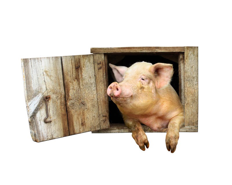 879 Pig Window Stock Photos - Free & Royalty-Free Stock Photos from ...