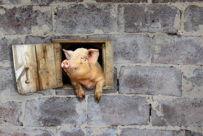 Pig Looks Out from Window on the Stony Wall Stock Image - Image of ...