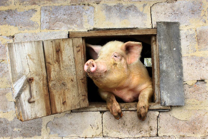 Pig Looks from Window of Shed Stock Photo - Image of domesticated ...
