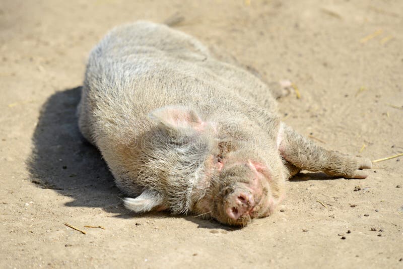 Saliva Pig Stock Photos - Free & Royalty-Free Stock Photos from Dreamstime