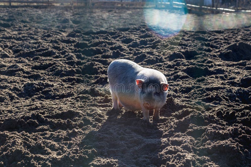 Pig of the Marble Breed on the Farm Stock Photo - Image of black, cute ...