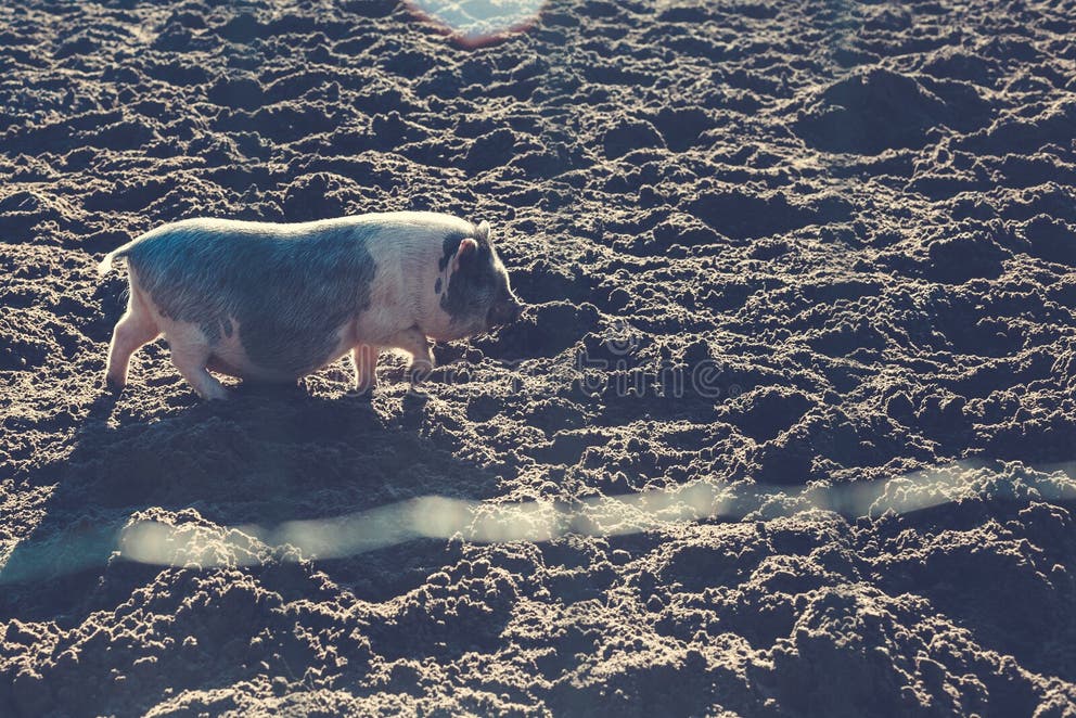 Pig of the Marble Breed on the Farm Stock Photo - Image of funny ...