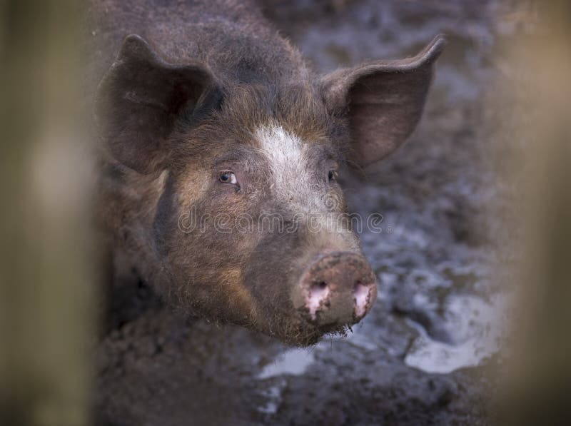 Pig in mud stock photo. Image of pink, hairy, dirty, farm - 17590418