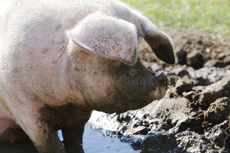 Pig in Mud stock image. Image of messy, livestock, wallowing - 6952137