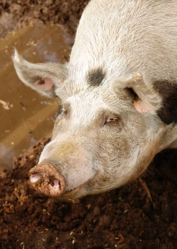 2,818 Muddy Pig Stock Photos - Free & Royalty-Free Stock Photos from ...