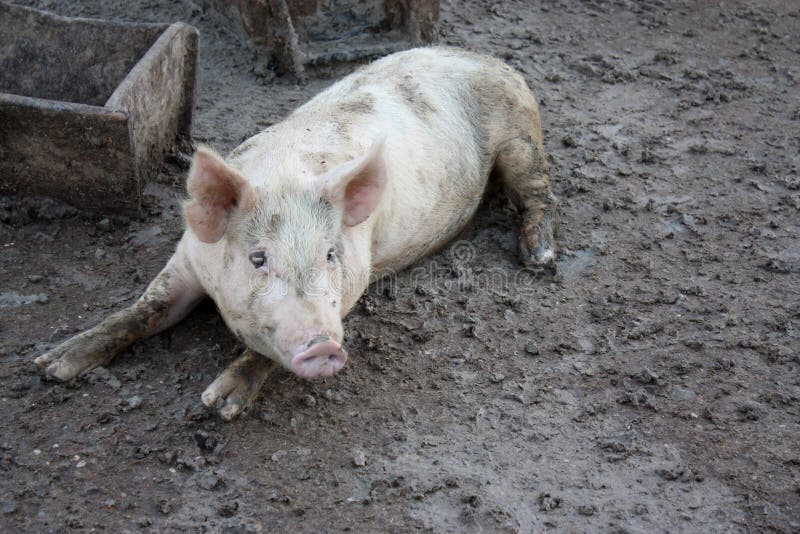 Pig in the mud stock photo. Image of farm, animals, captivity - 108516228