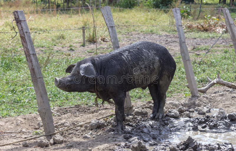 Pig in the mud in a farm stock image. Image of rooster - 167291209