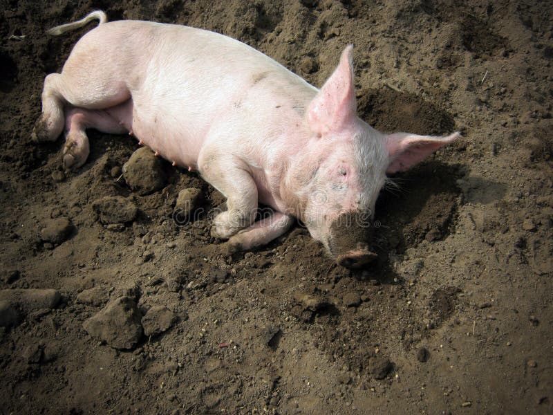 Pig stock image. Image of pink, agriculture, mammal, dirt - 34636661