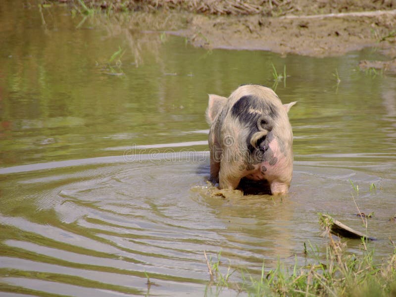 A pig in the mud of a pond stock photo. Image of omnivorous - 48971746