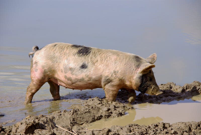 A pig in the mud of a pond stock image. Image of livestock - 48971869