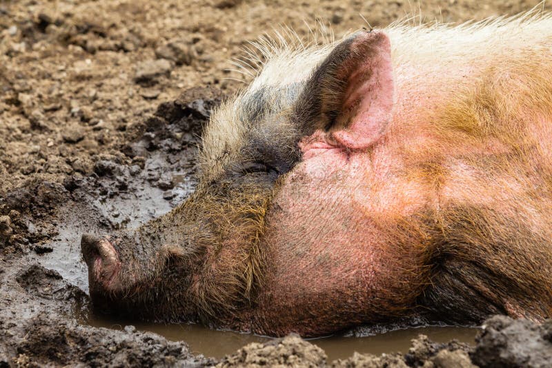 6,563 Pig Mud Stock Photos - Free & Royalty-Free Stock Photos from ...