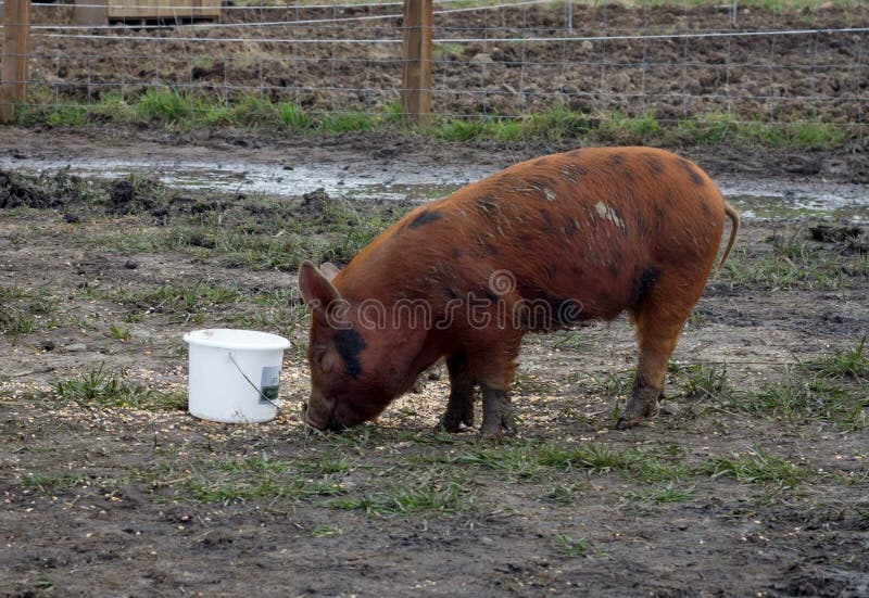 Pig editorial photography. Image of english, farmyard - 69354667