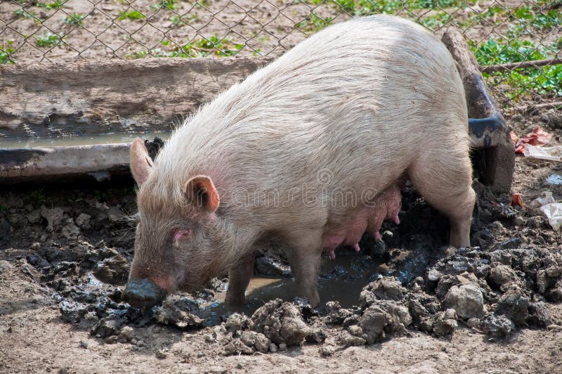 Pig in muddy pen stock photo. Image of mammal, dirty - 14116136