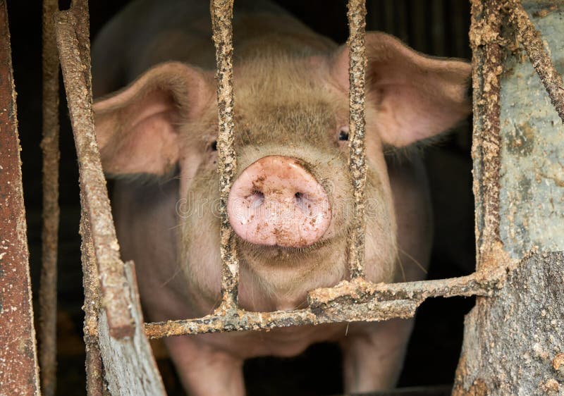 Pig Muzzle Looking at the Camera through the Bars of a Pigsty Stock ...