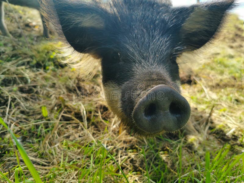 Pig in Nature Will Bring You Plenty of Luck Stock Image - Image of ...