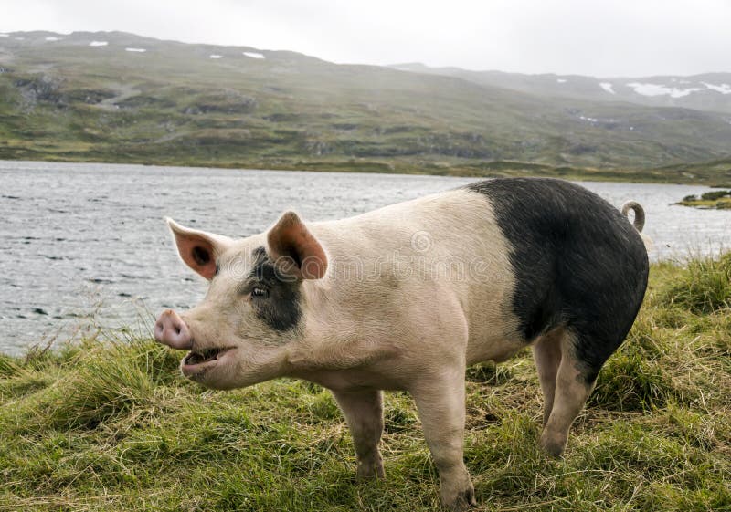 Pig of Norway stock image. Image of beautiful, hillside - 85814907