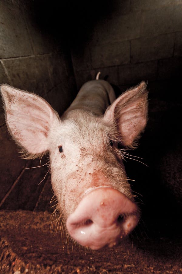 Pig. Cute Pink Nose. A Dark Stock Photo - Image of celebration, meal ...