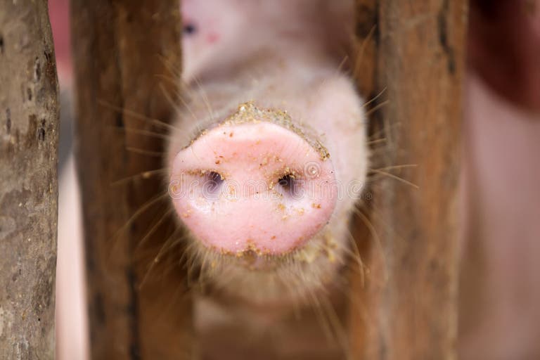 16,322 Pig Nose Stock Photos - Free & Royalty-Free Stock Photos from ...