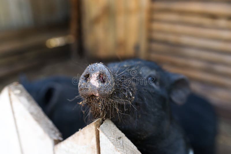 Pig nose in close up stock image. Image of livestock - 95711681