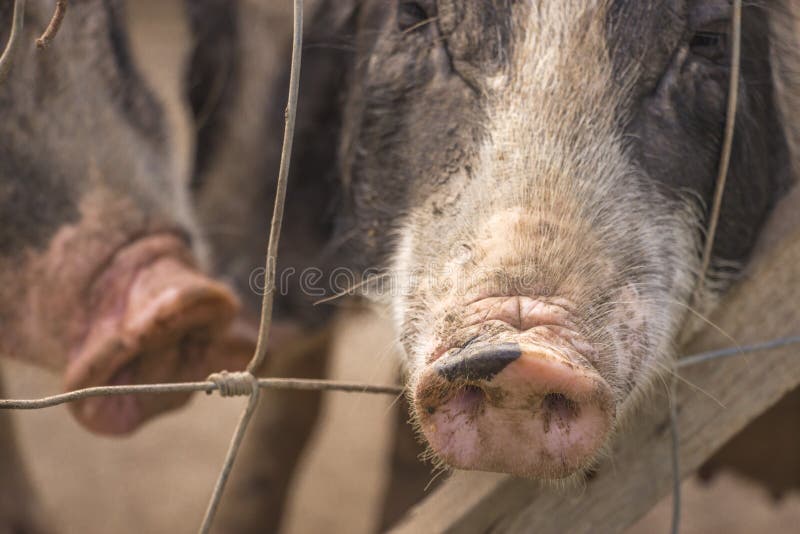 Pig nose stock photo. Image of snout, pork, rural, sniff - 50475468