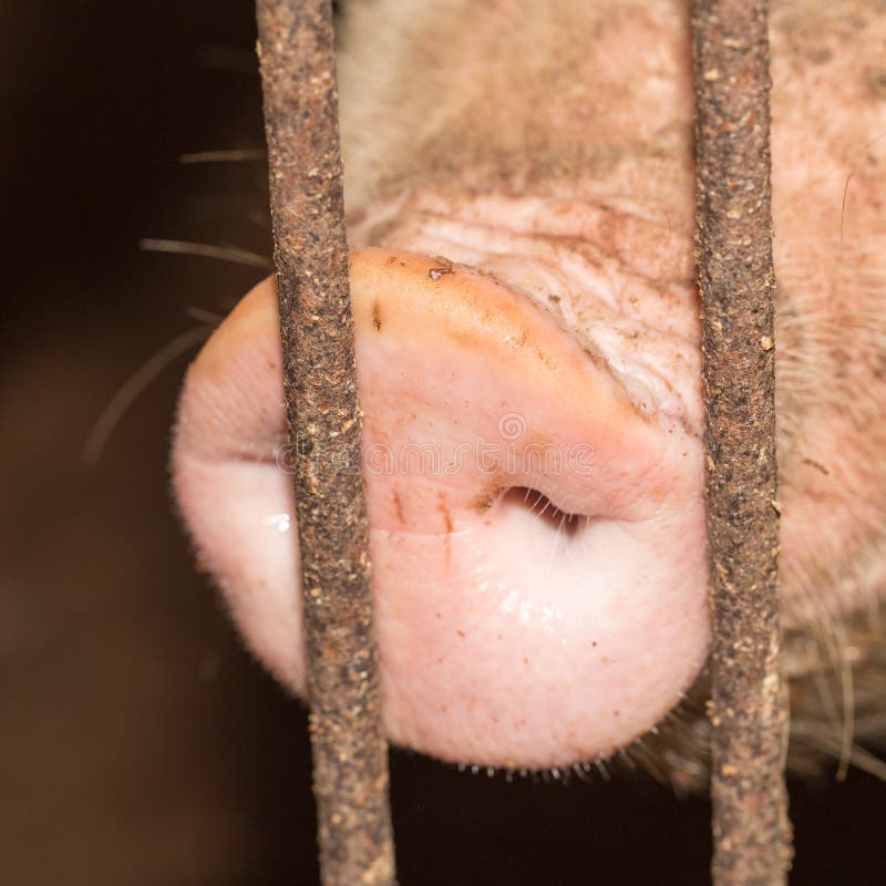 Pig nose stock image. Image of farm, closeup, nonurban - 101943947