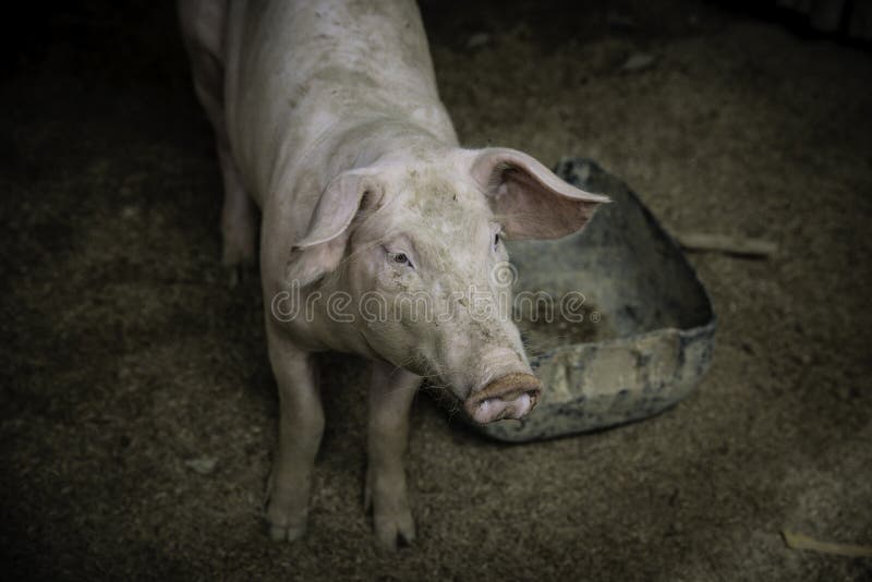 Pig Nose in the Pen. Shallow Depth of Field. Stock Photo - Image of ...
